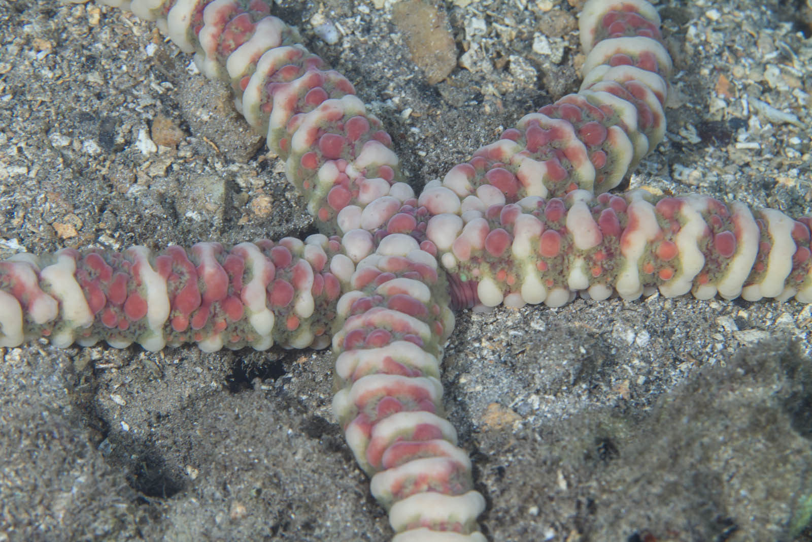 Real Monstrosities: Warty Sea Star
