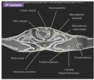 LA FORMACIÓN Y CIERRE DE LA PLACA NEURAL.