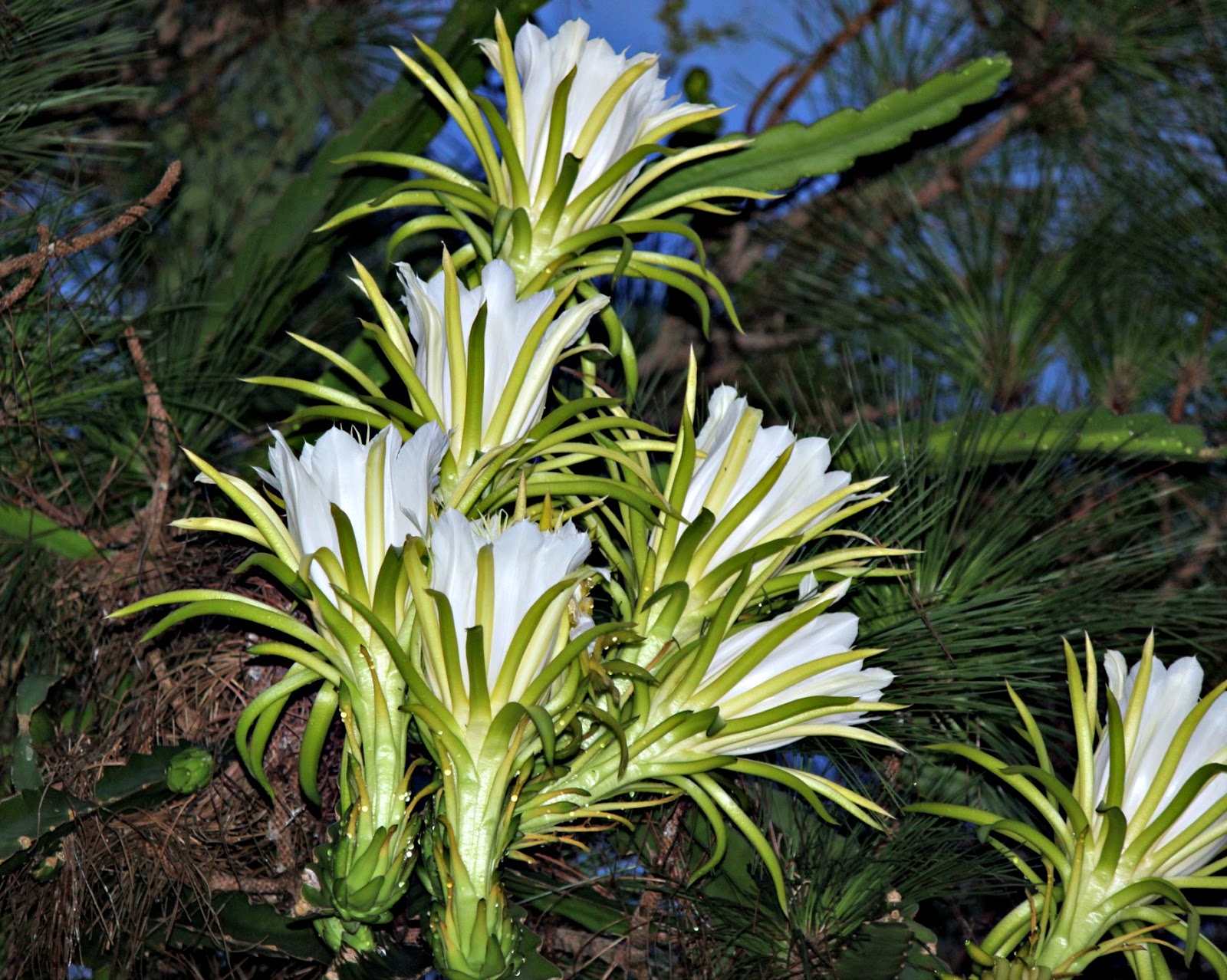 MadSnapper: Night Blooming Cactus