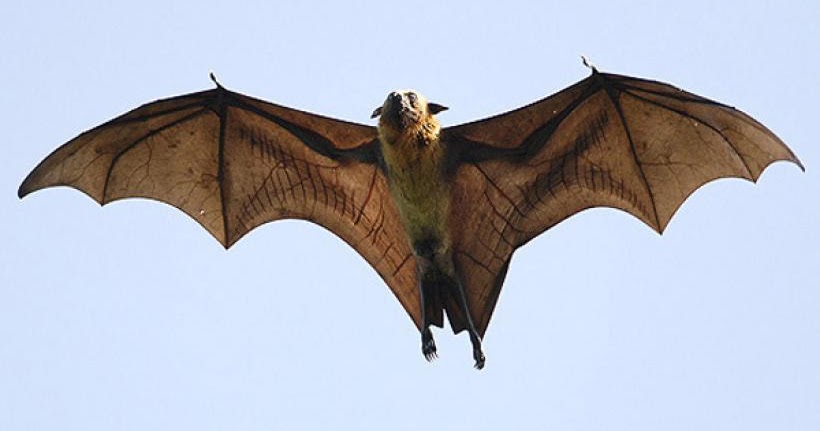 Kryptozoologi: Riktiga drakar: Flyghundar