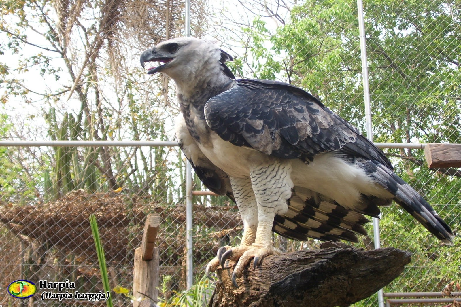 ORNITOLOGIA: Harpia (harpia harpyja)