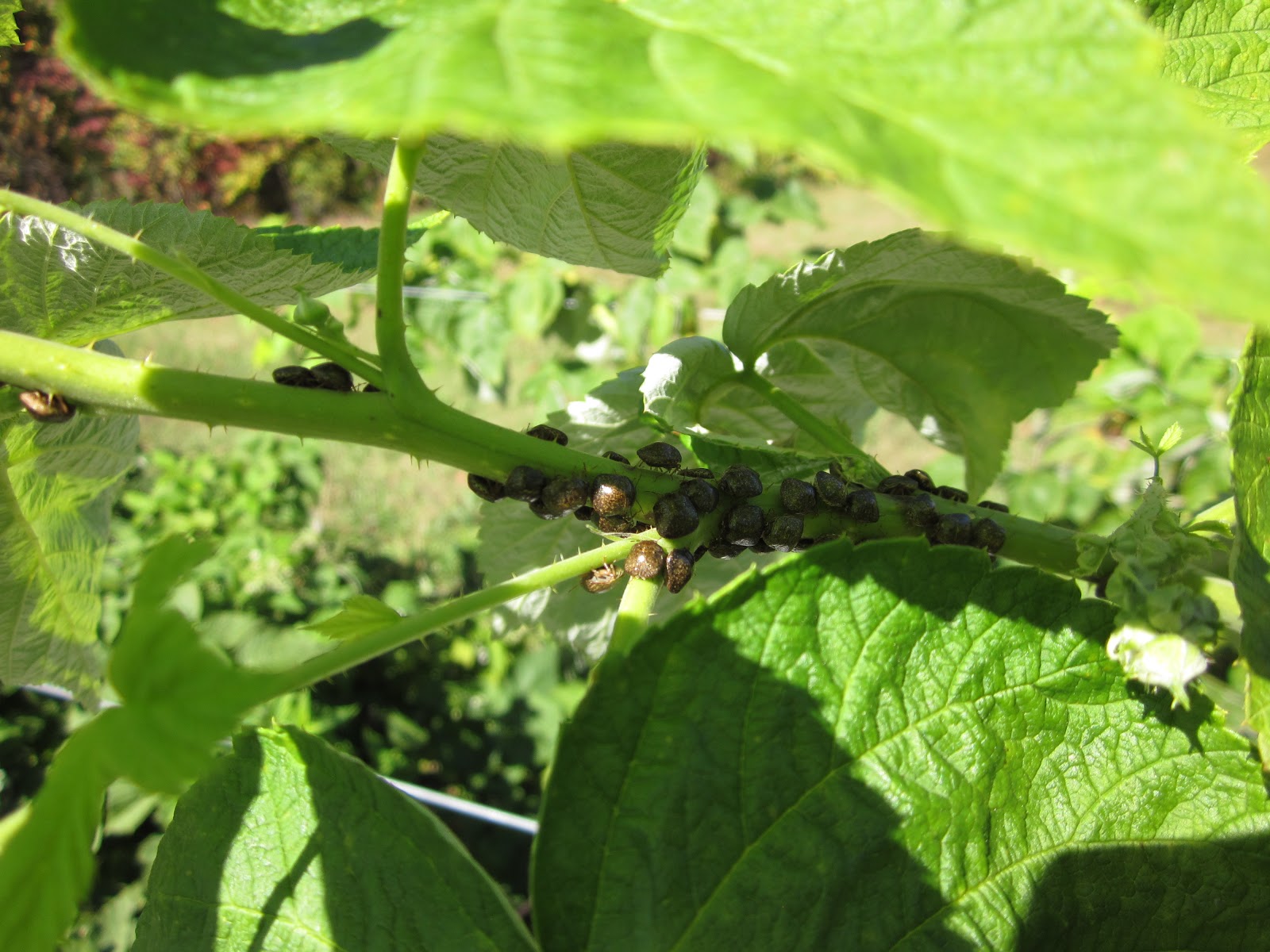 NC Small Fruit & Specialty Crop IPM: Kudzu bugs on caneberries?