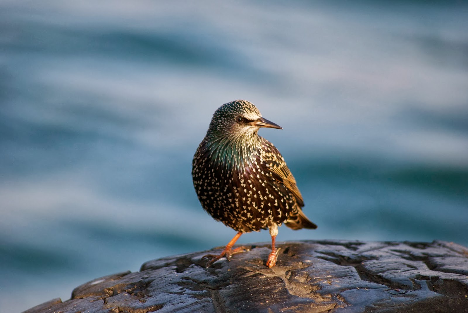The Gallivanting Grasshopper: Building Boundaries -- Istanbul, Turkey