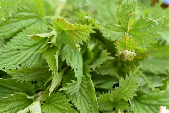 LA CUISINE DE L'ARGONNAIS: Cueillette et préparation des orties