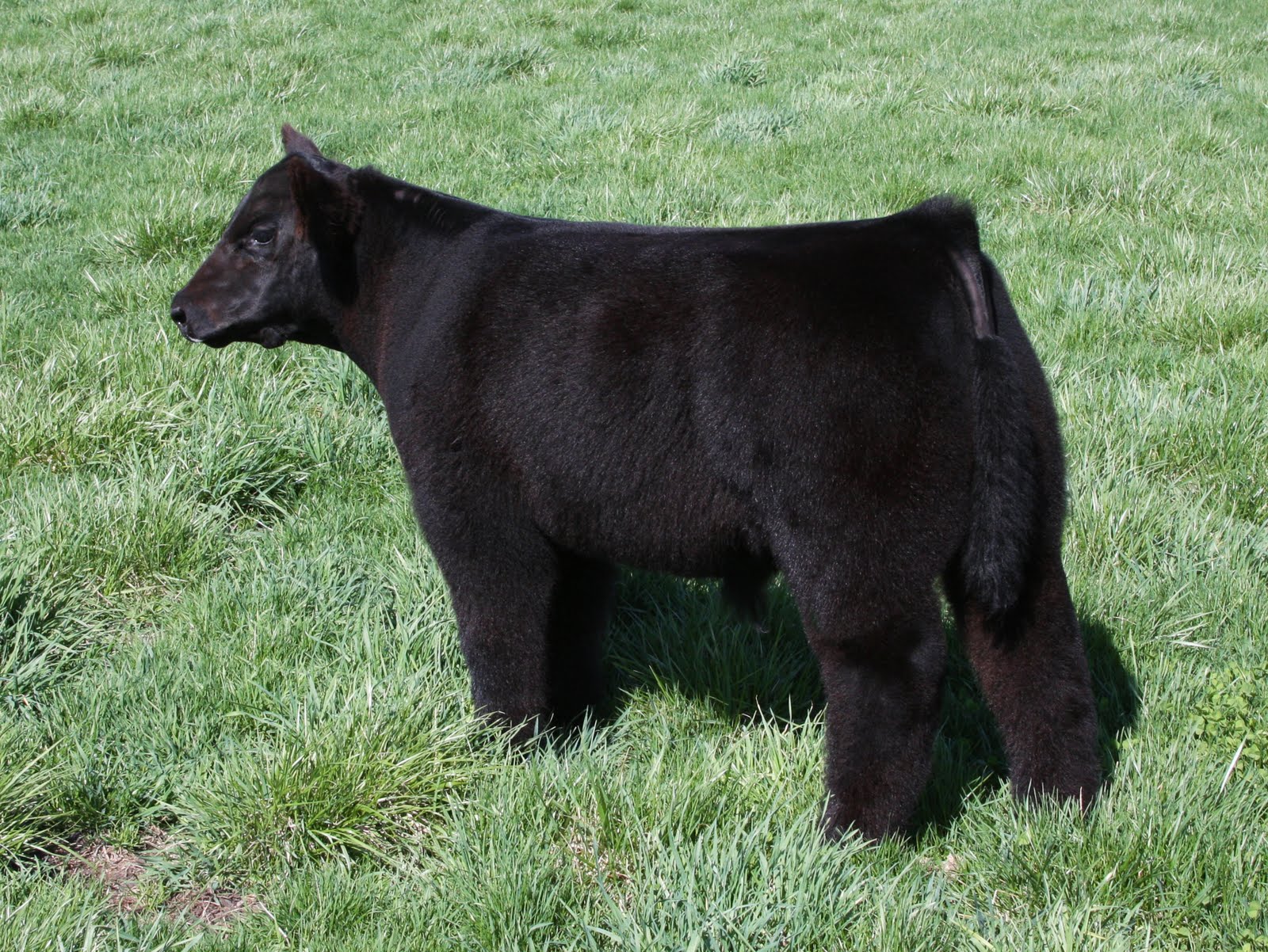 Holtkamp Cattle Co: Predator bull calf