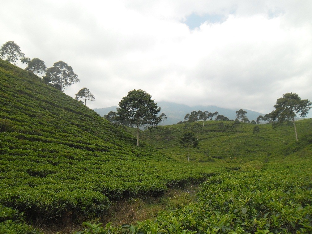 Klasifikasi dan Syarat Tumbuh Tanaman Teh (Camelia sinensis L).