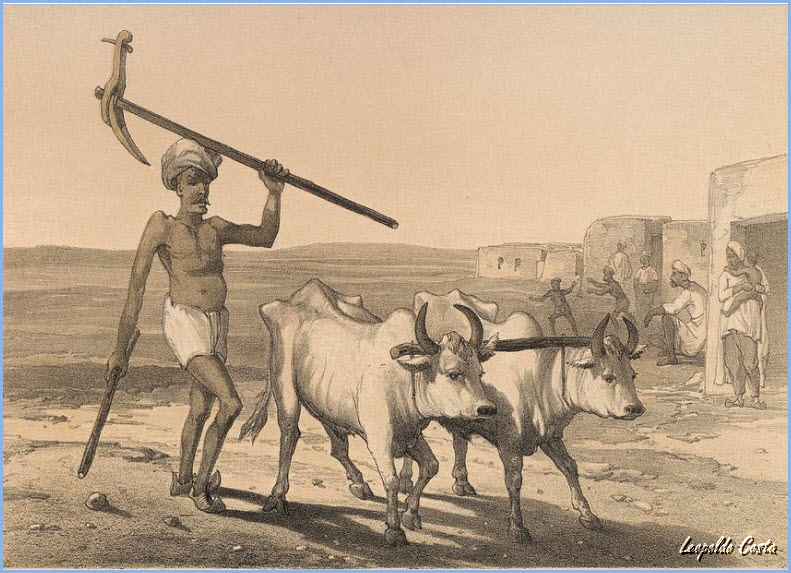 Harappan Civilization Domestication Of Animals