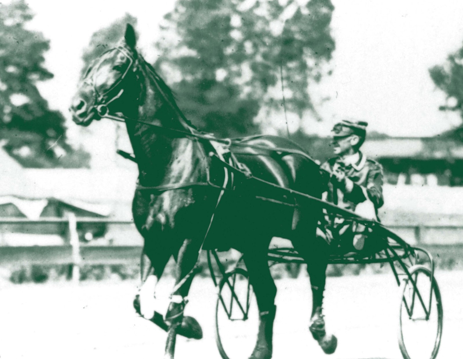 The FREDERICTON SCENE: Top Fredericton Horses