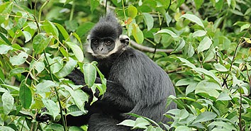 Laberinto en extinción: Langur HaTinh (Trachypithecus hatinhensis)