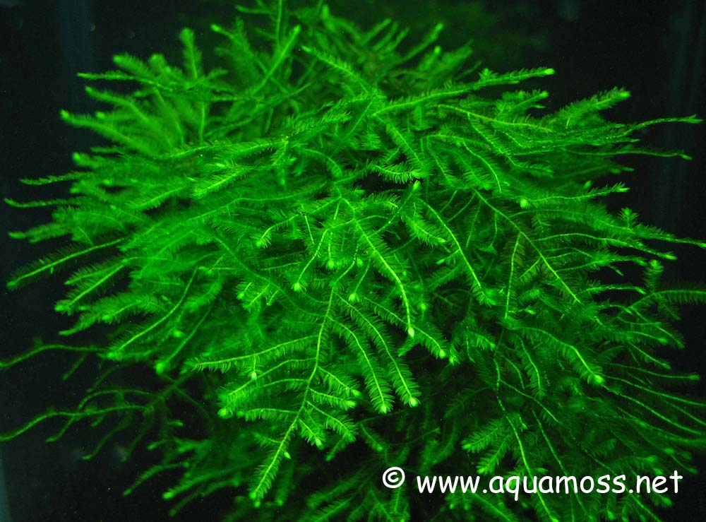 Moko Aquascape Shop: MOSS