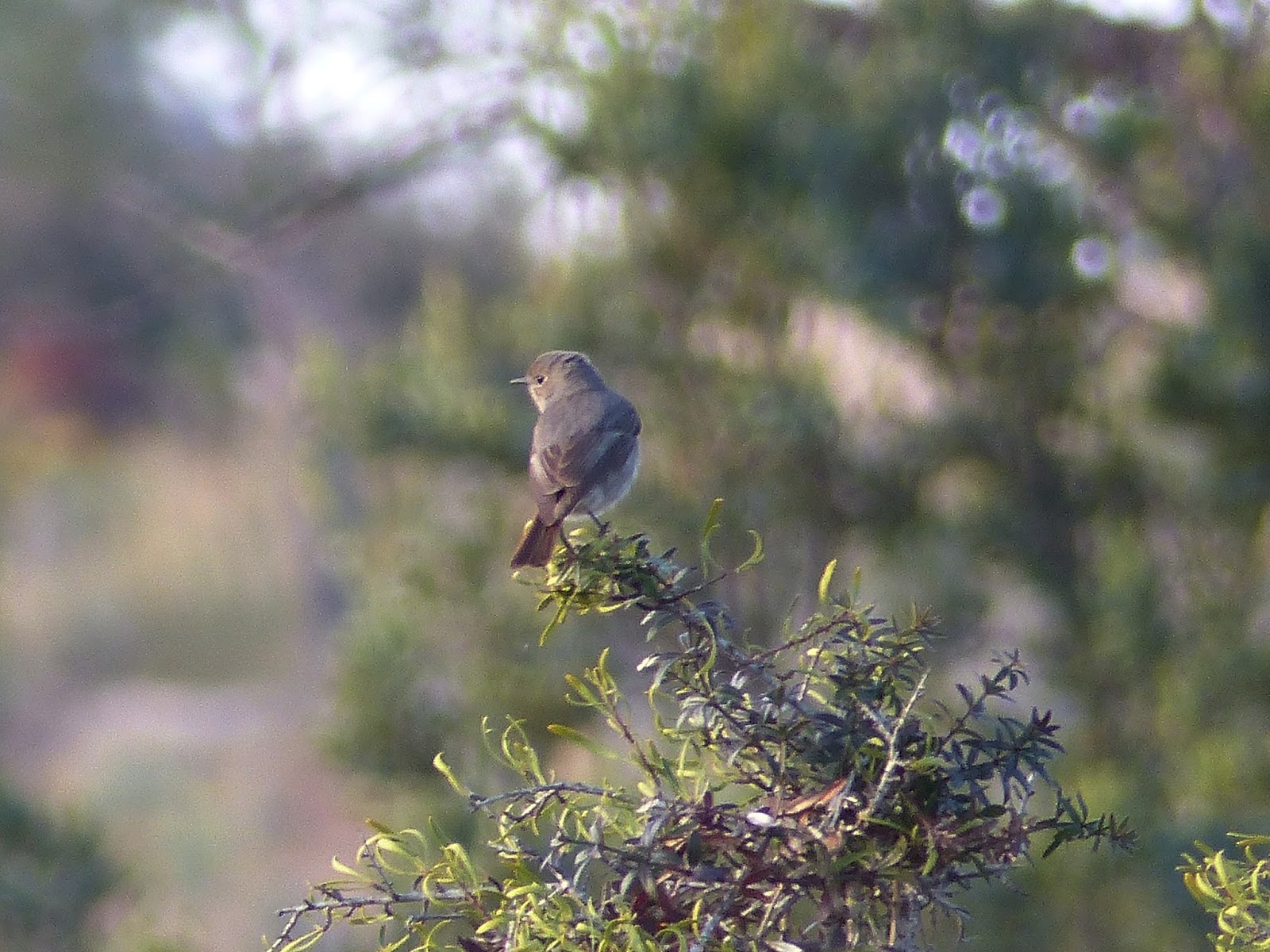 Toni l' abellerol: El mussol pareig que et recupera a la muntanya ...