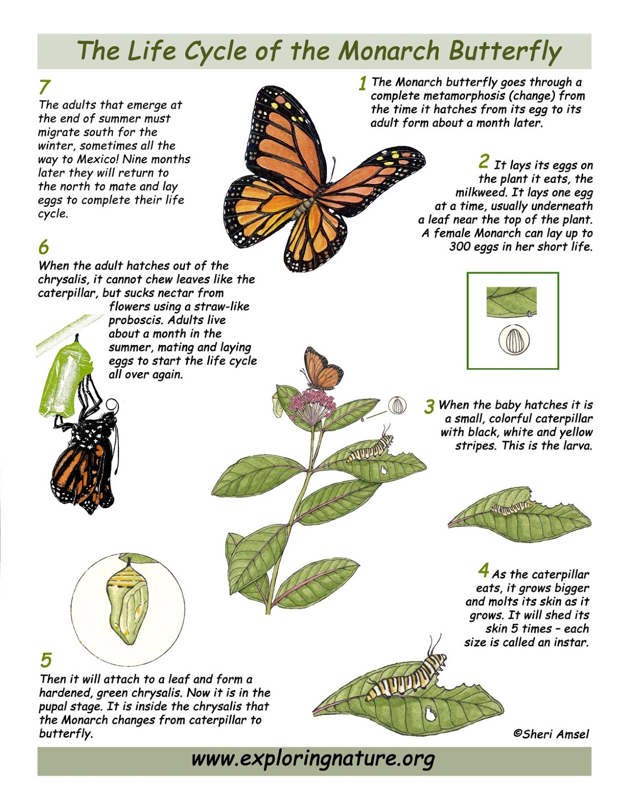 MILK the WEED: Monarch Life Cycle