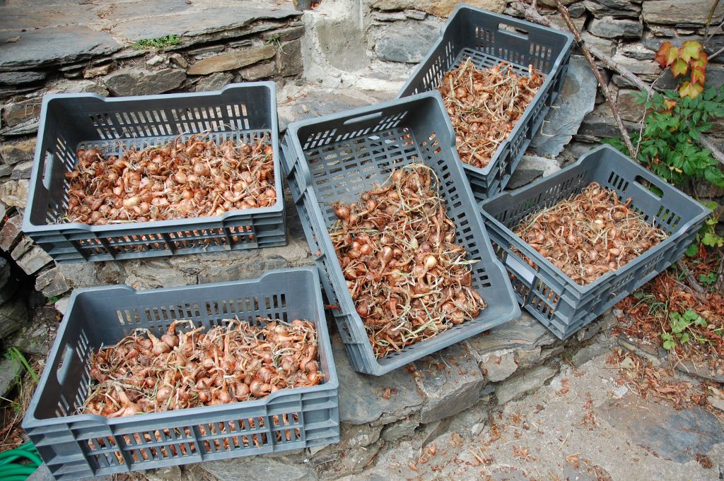 L'aventure, l'installation: Echalottes et oignons