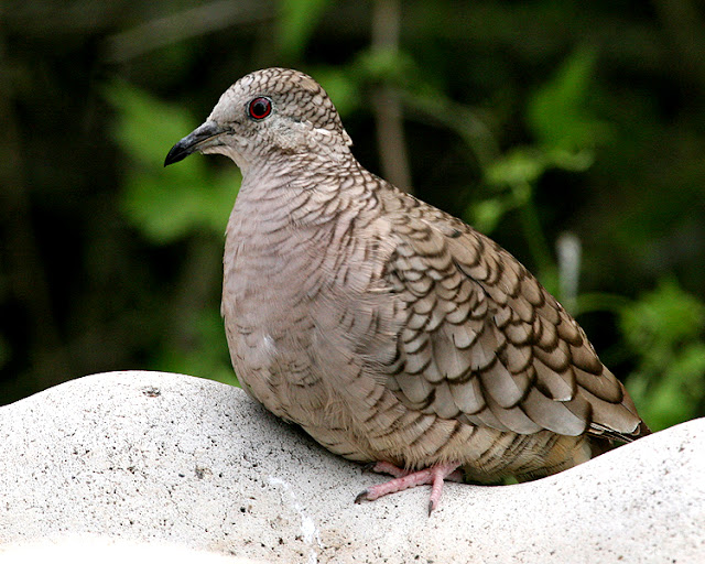 Bellas Aves de El Salvador: Columbina inca (tortolita, palomita inca)