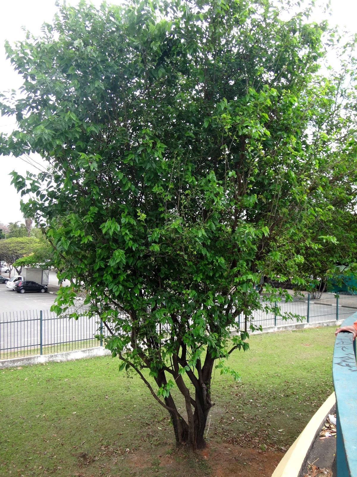 Uma flor por dia: Amora