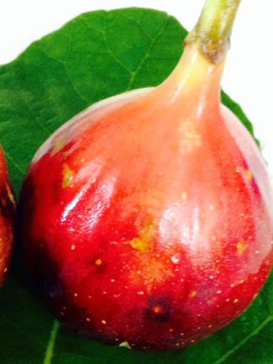 Figs Photo Collection Around the World: Figs : CALDERONA