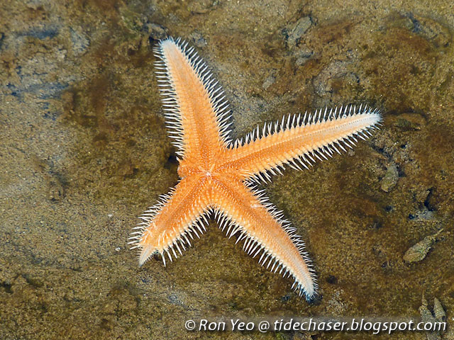 tHE tiDE cHAsER: Sea Stars (Phylum Echinodermata: Class Asteroidea) of ...