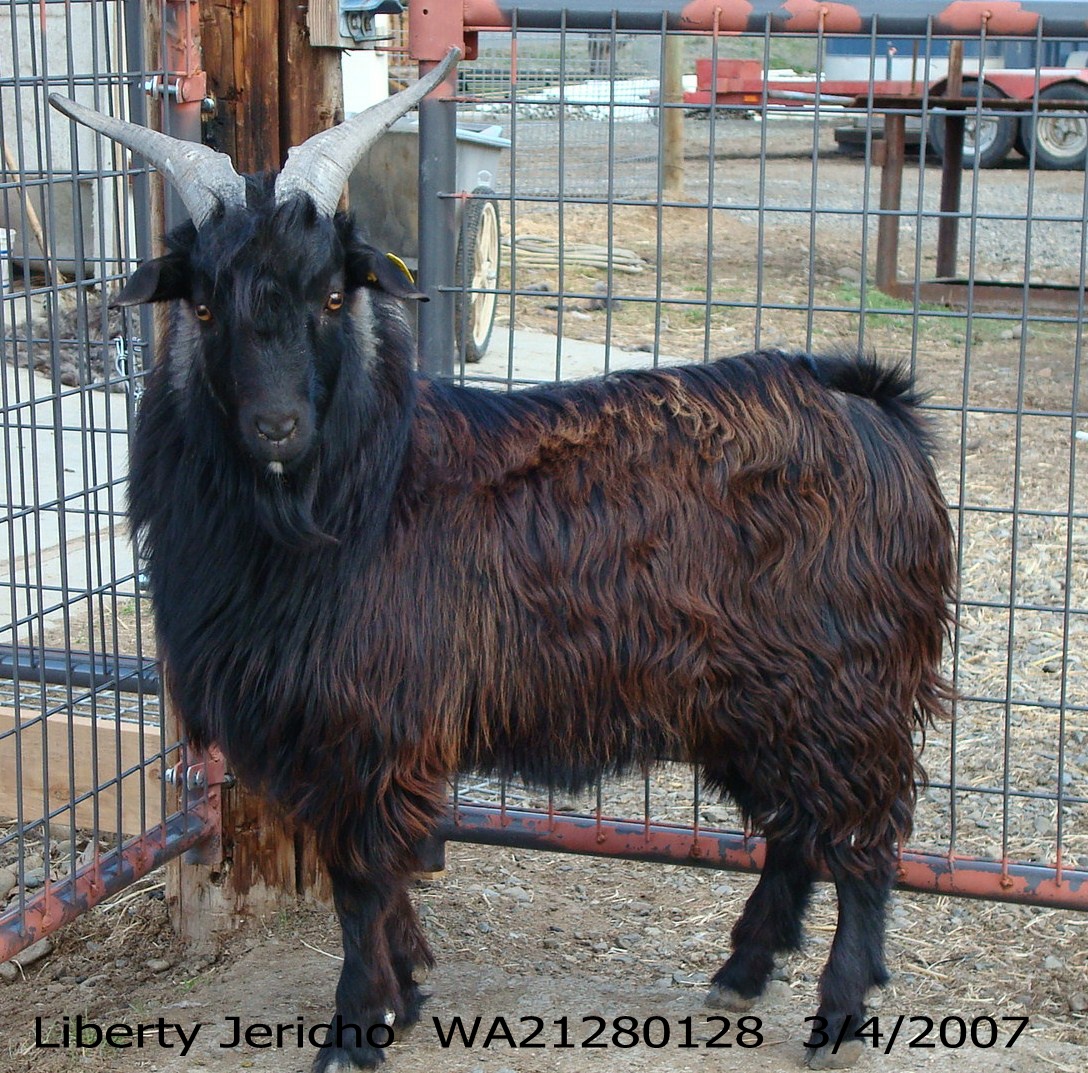 AMERICAN CASHMERE GOATS: MANAGEMENT OF BREEDING BUCKS AND DOES