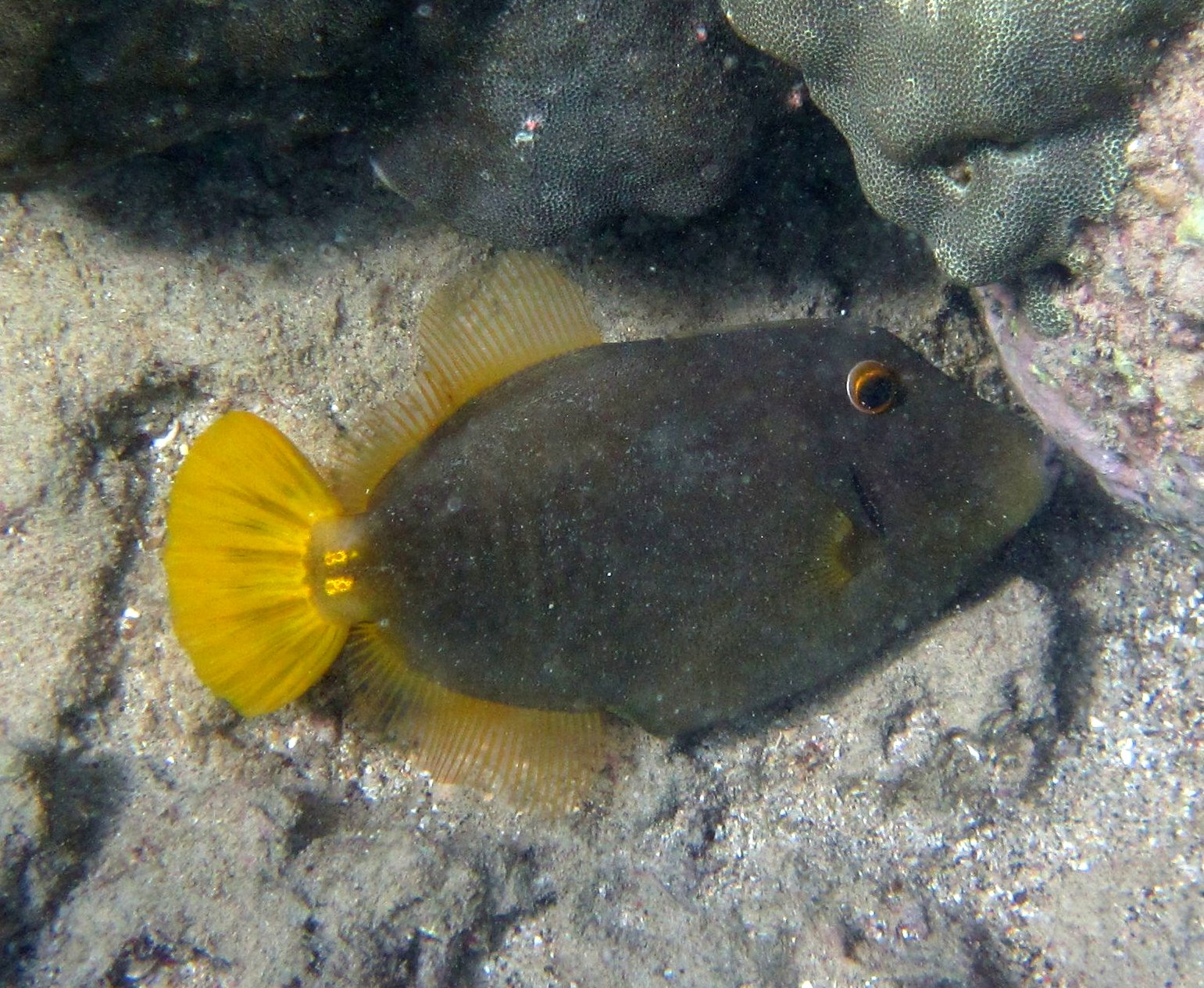 Kona Snorkeling, Fish Watching and Other Adventures: The (Possibly ...