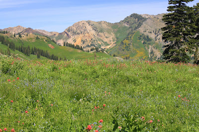 navel gazing at its finest: Wildflower Hike to Secret Lake