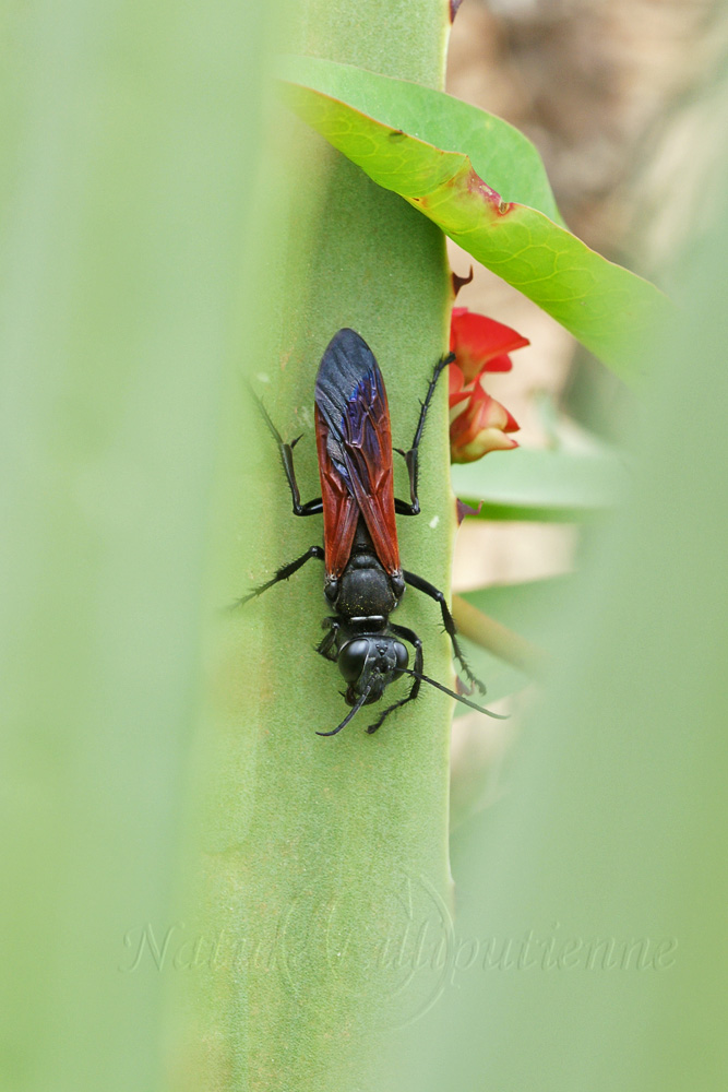 Photo Nature Lilliputienne (macrophotographies): Hyménoptère 1 (Madagascar)