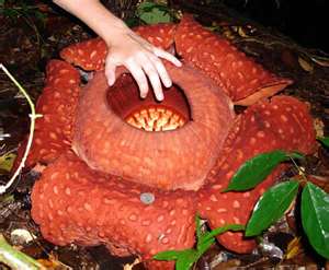KimJira91@blogspot.net: Bunga Pakma (Rafflesia)..