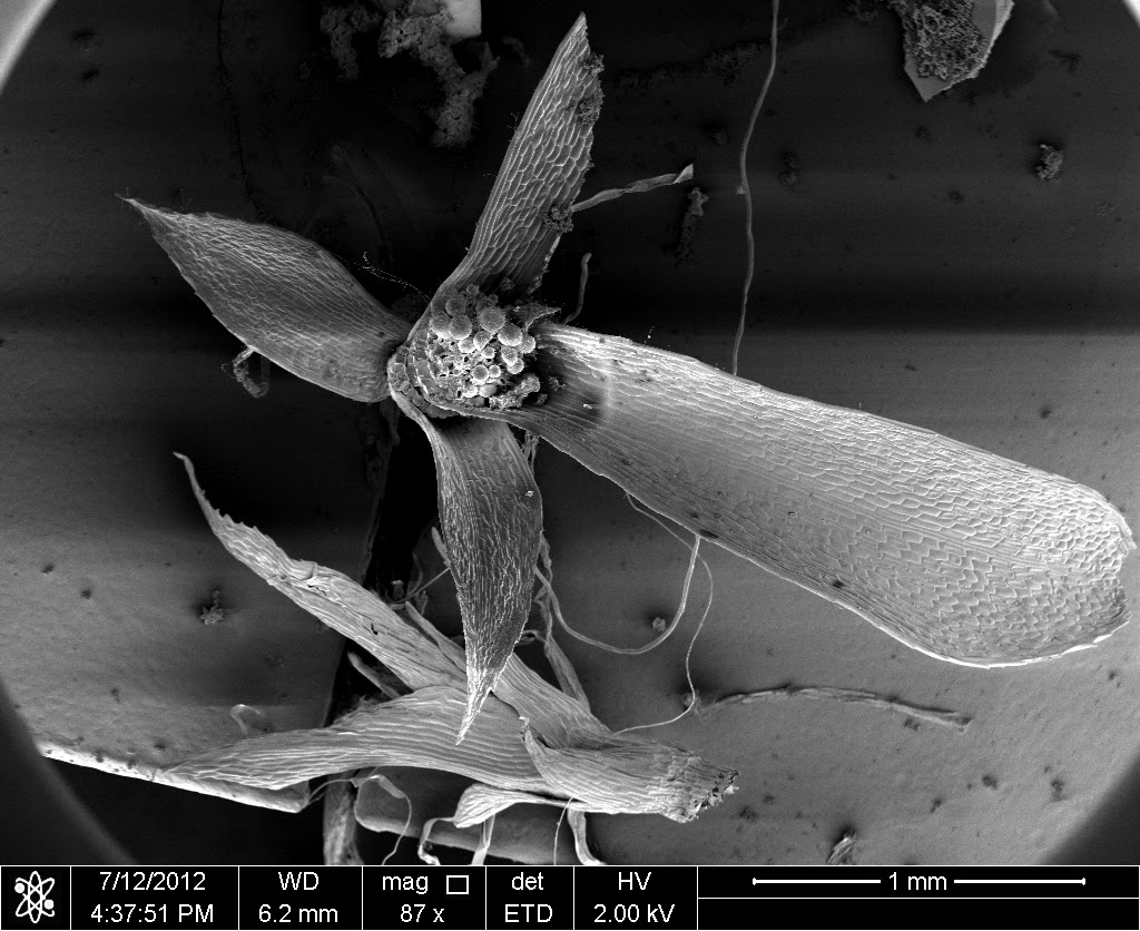Moss Plants and More: Cool New Cryo SEM
