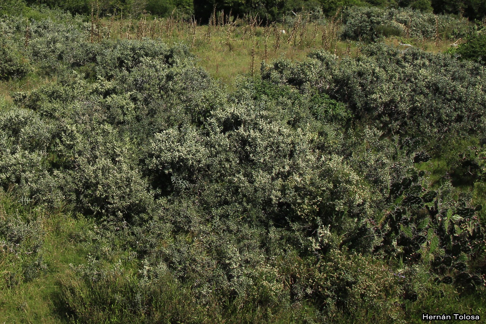 Flora Bonaerense: Curro (Colletia paradoxa)