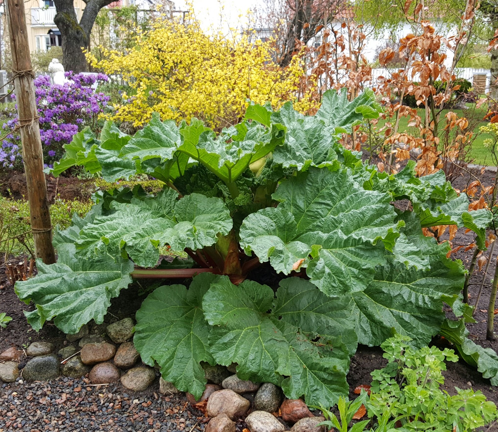 Millas Trädgård: Rabarber, rabarber, rabarber...