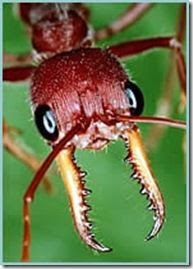 PLAAN : Marabunta es la Hormiga Sitaraco o Trajinera - Eciton spp.