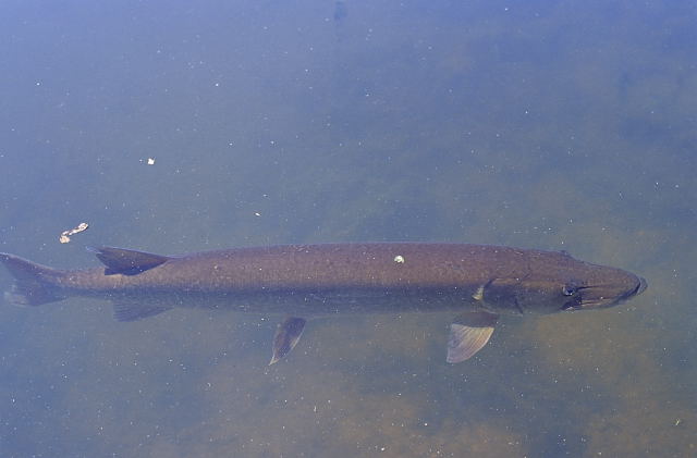 Engbretson Underwater Photography: Are The Muskies You See Really That Big?