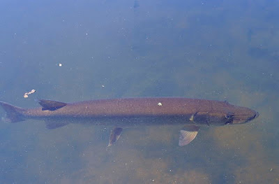 Engbretson Underwater Photography: Are The Muskies You See Really That Big?