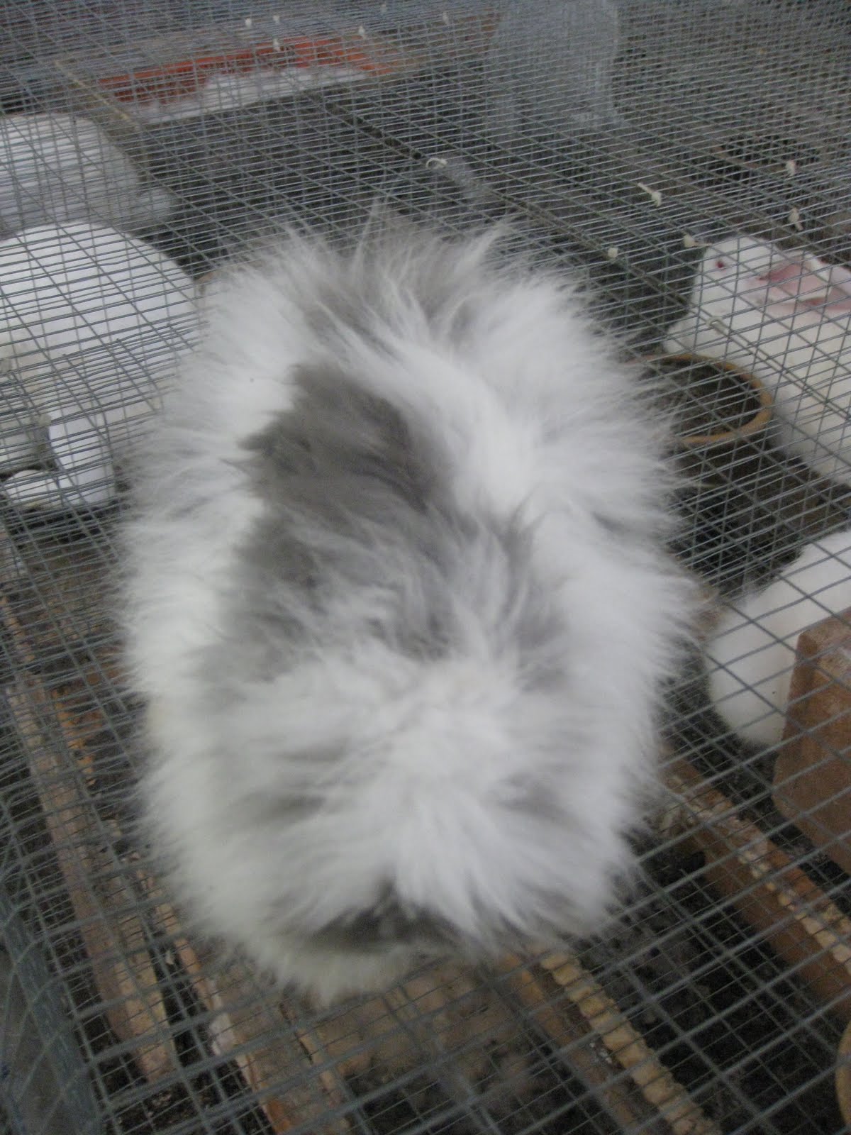 LADANG ARNAB BUKIT BADONG, SELANGOR - PUSAT PENJUALAN DAN PENTERNAKAN ...