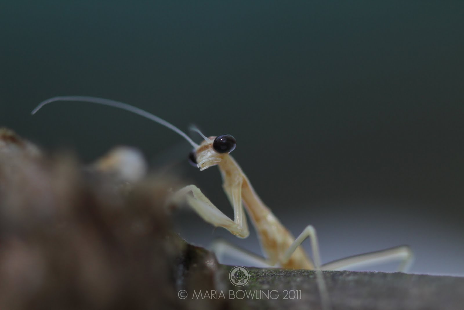Pretty Medicine : Mantis Nymphs