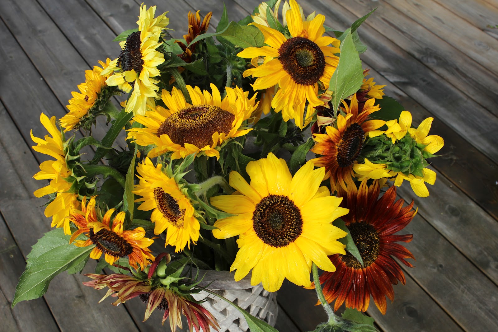 Blomsterkänsla: Solrosor i bukett