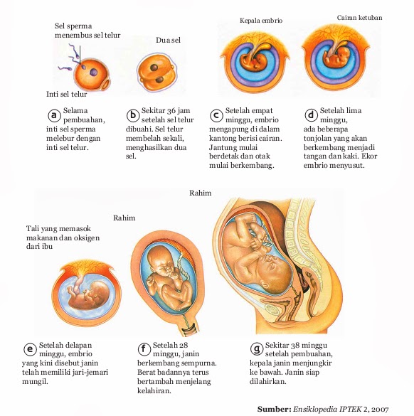 Developmental Psychology : Tahapan Perkembangan pada Periode Prenatal