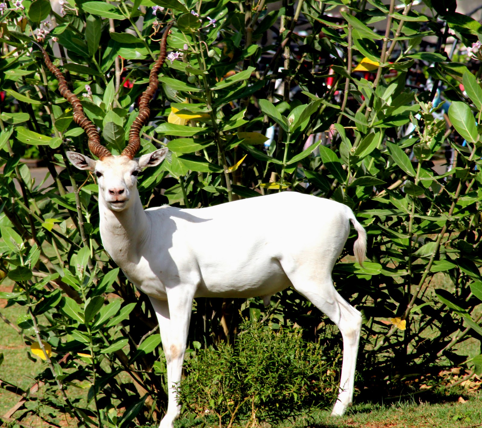 Nature Pad: Leucistic Black Buck