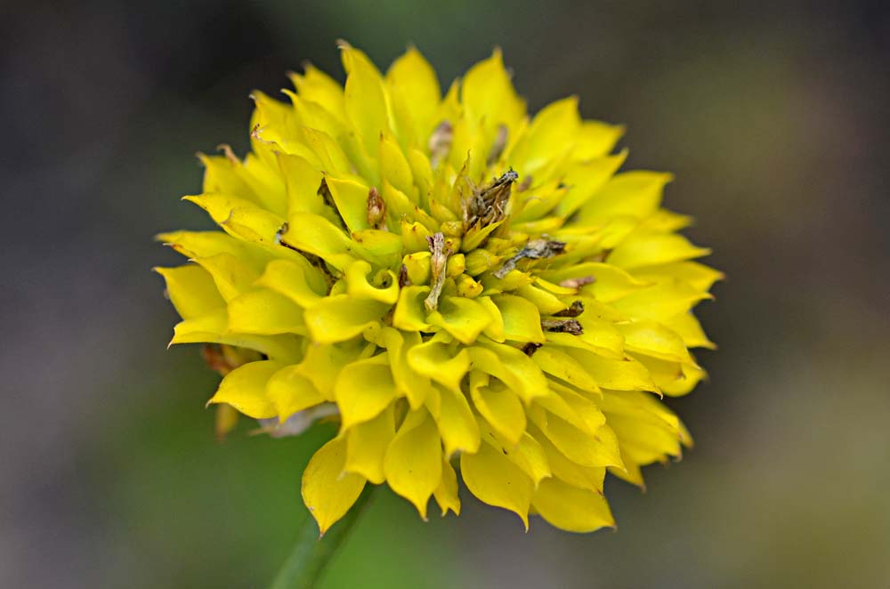 Space Coast Wildflowers: Dale Wimbrow Park, April 7, 2013