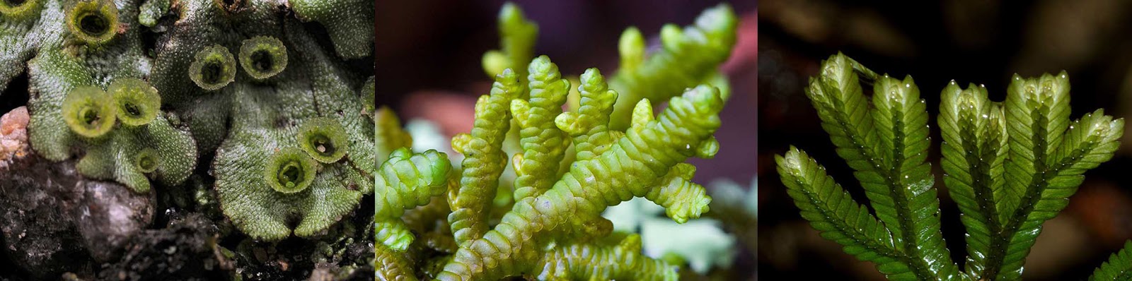 Taxonomic Collections: Mosses and Liverworts
