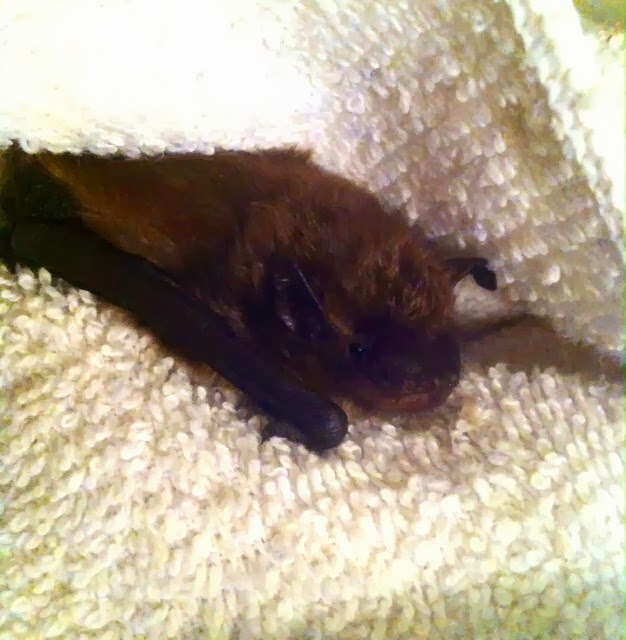 Claw Scratches from "Scratching at the Window": The bats at Salthaven