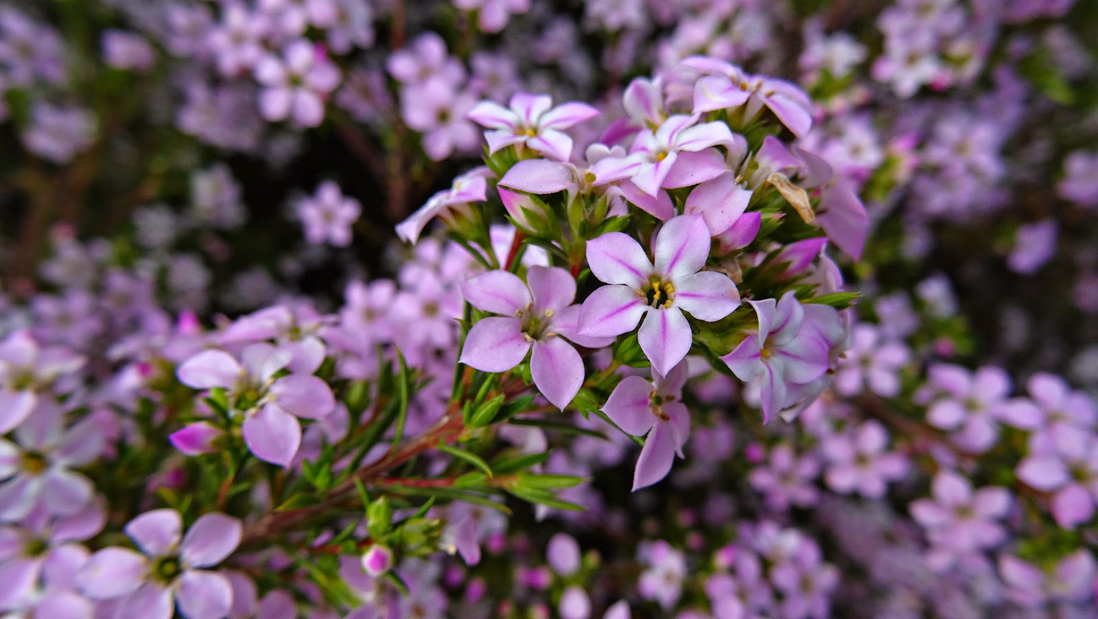 NixPixMix: COLEONEMA OR DIOSMA?