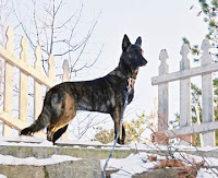 dogs dogger: Dutch Shepherd history and information