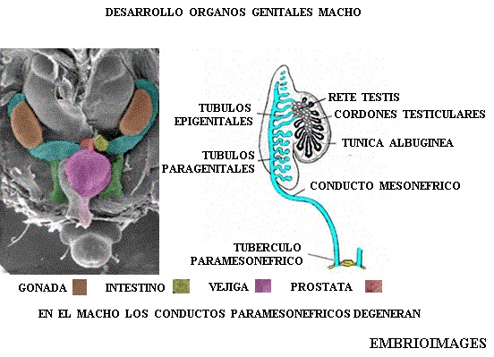 MANUAL DE REPRODUCCION BOVINA: EMBRIOLOGIA