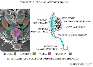 MANUAL DE REPRODUCCION BOVINA: EMBRIOLOGIA