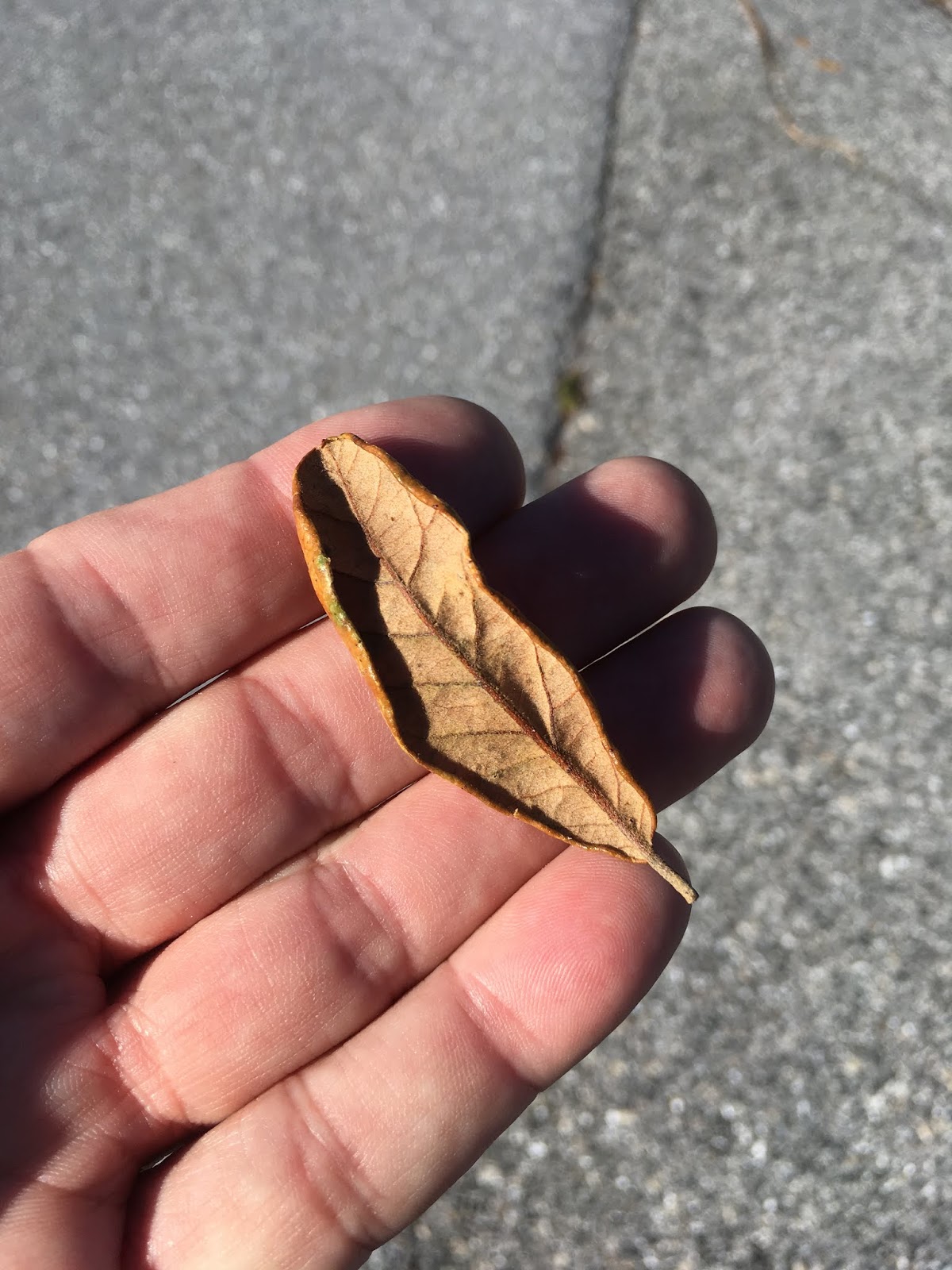 Jono Miller Campaign '08 and beyond