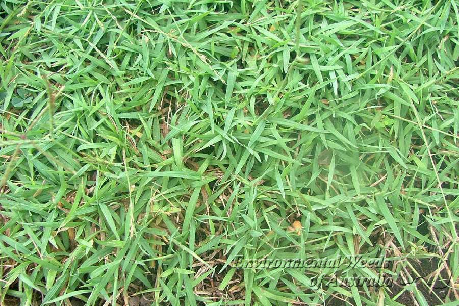 Plantcapades and Growing Experiments: Types of Grasses