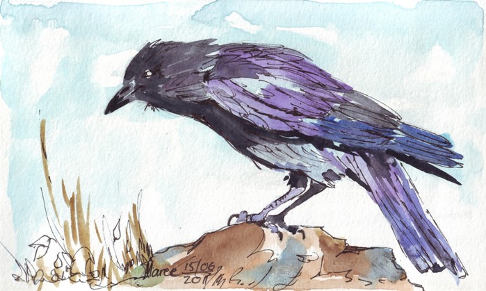 Sketching in Nature: The Playful Crow - Maree