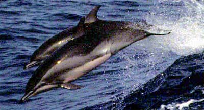 Delfines: Tipos de delfines