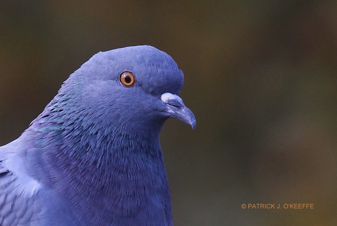 Raw Birds: ROCK DOVE (Columba livia) Cape Clear Island, Baltimore, Co ...