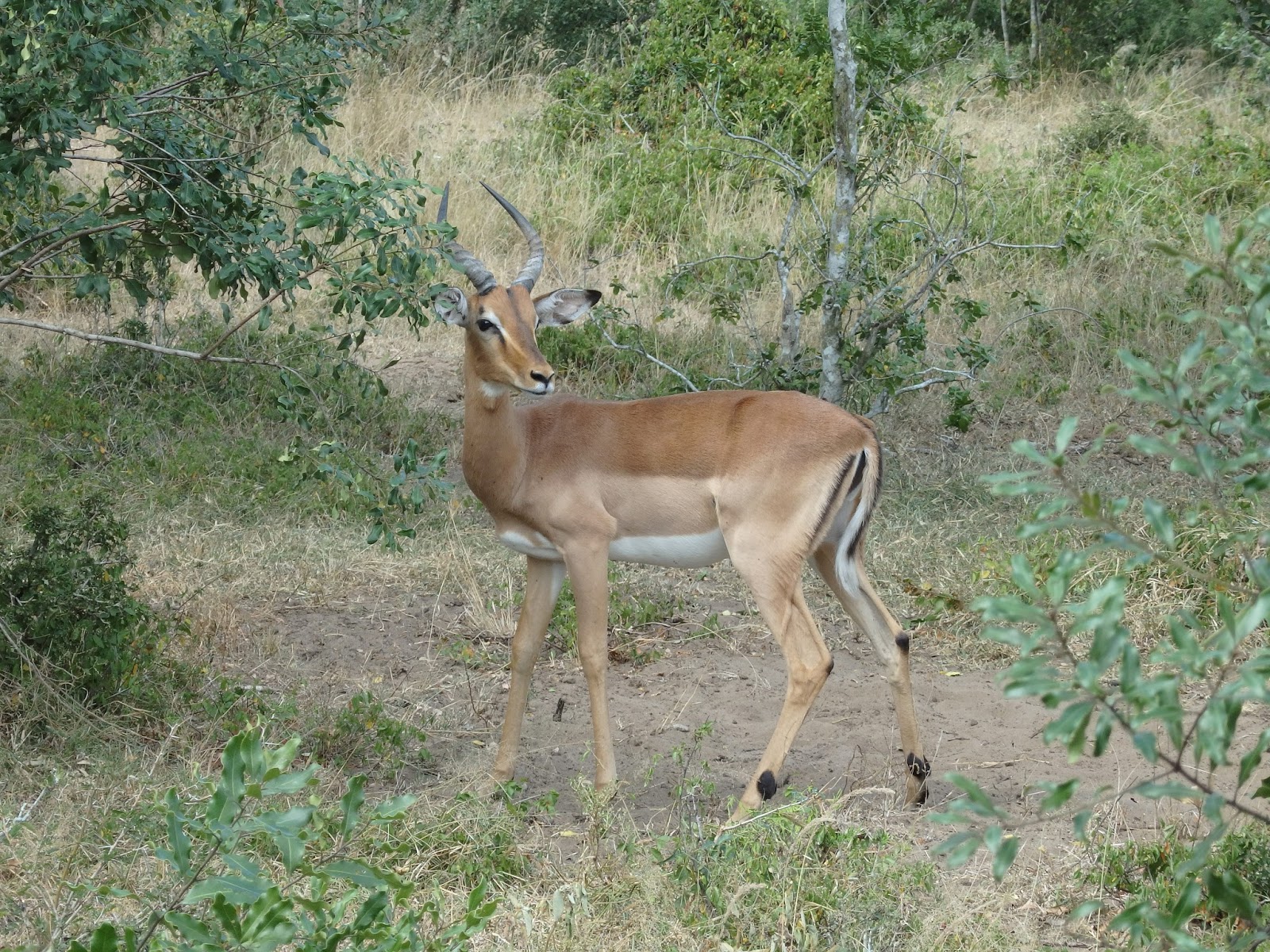 Afrique du Sud - Safari à Tembe Elephant Park : éléphants, buffles ...